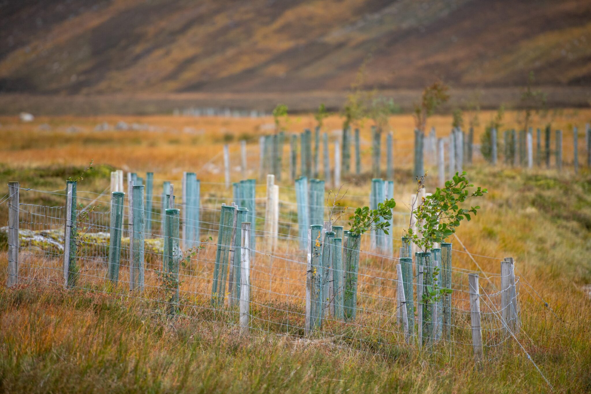 A look at the River Dee Trust's work to plant one million trees