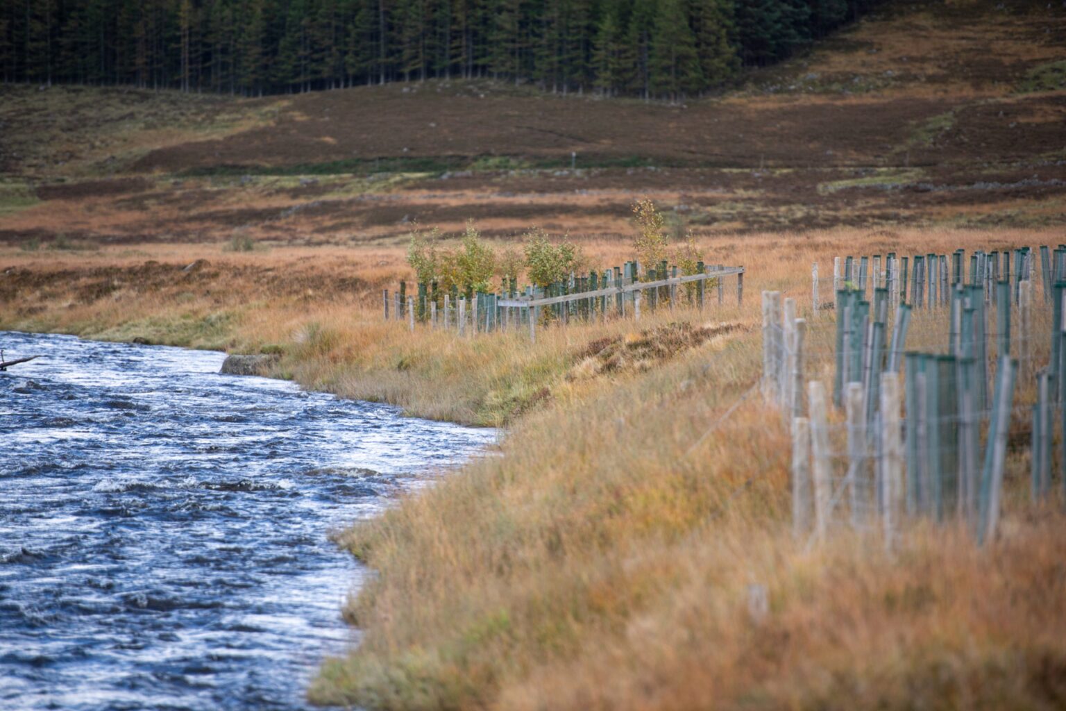 A look at the River Dee Trust's work to plant one million trees