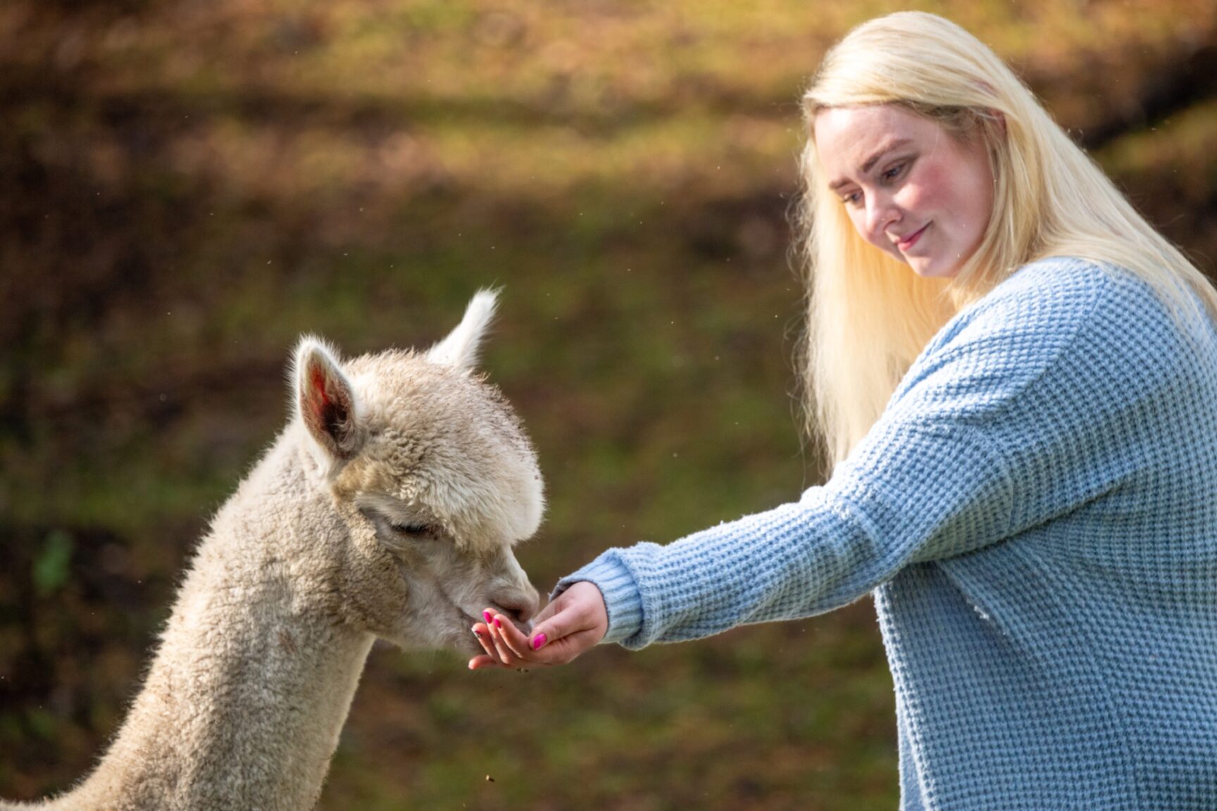 Adorable alpacas are helping people de-stress in Aberdeenshire