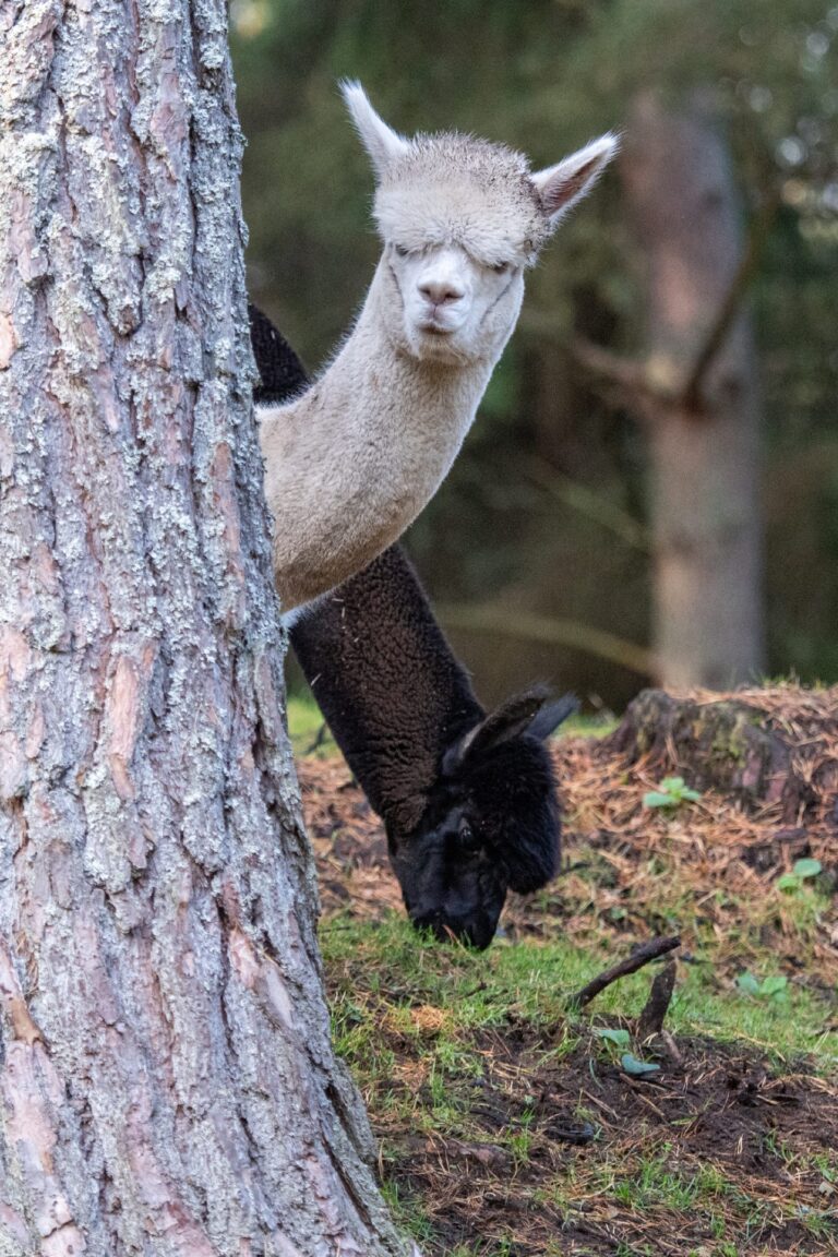 Adorable alpacas are helping people de-stress in Aberdeenshire