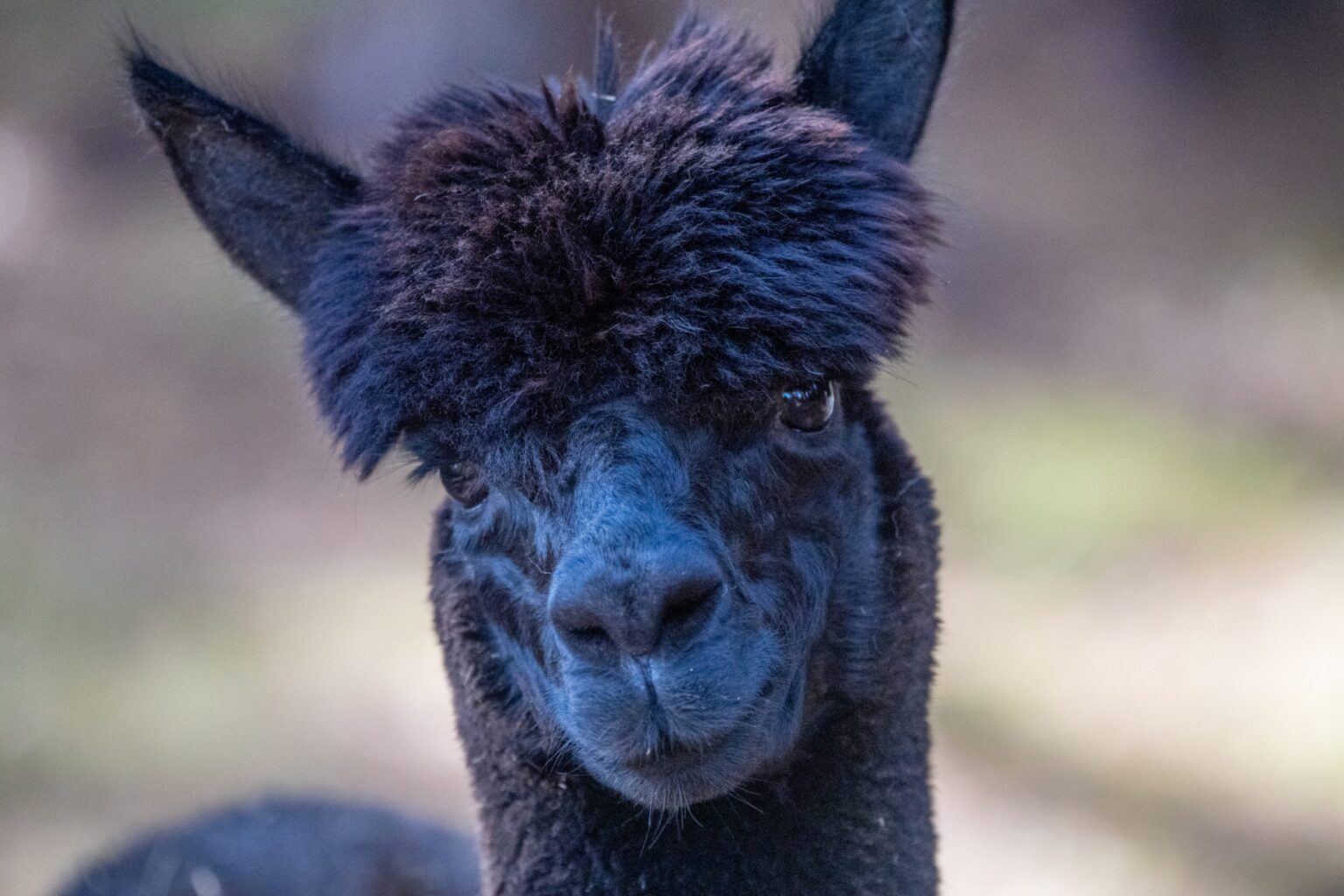 Adorable alpacas are helping people de-stress in Aberdeenshire