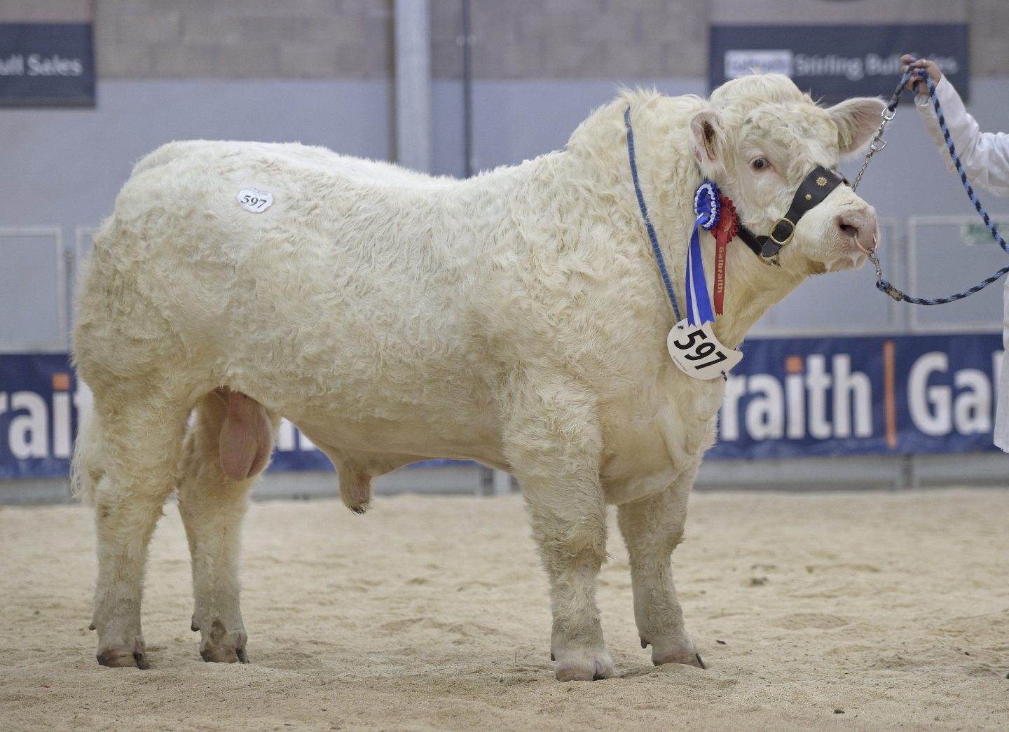 Stirling Bull Sales: Charolais leads with strong average and 50,000gns ...