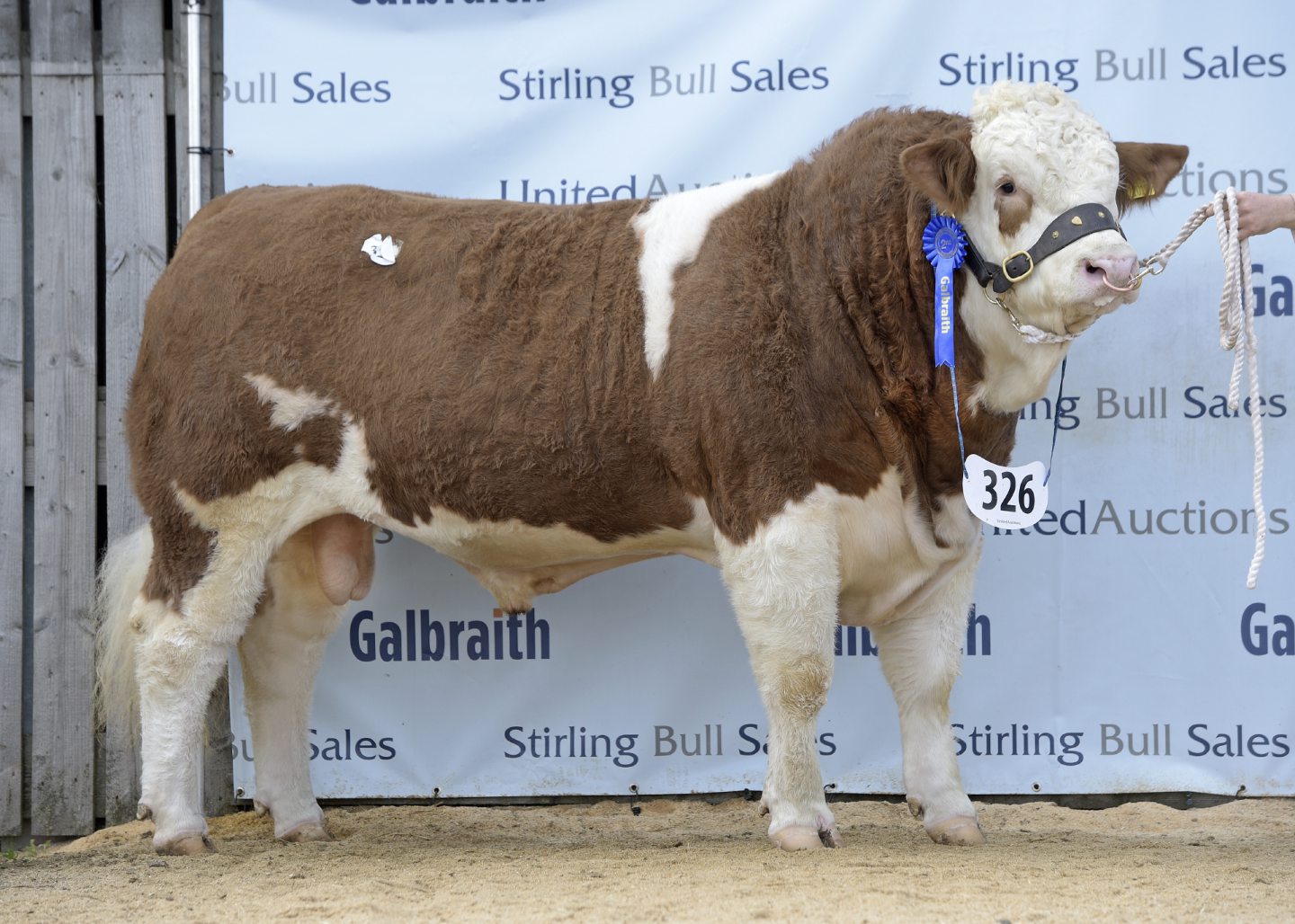 Stirling Bull Sales: Simmentals have a record day - Press and Journal