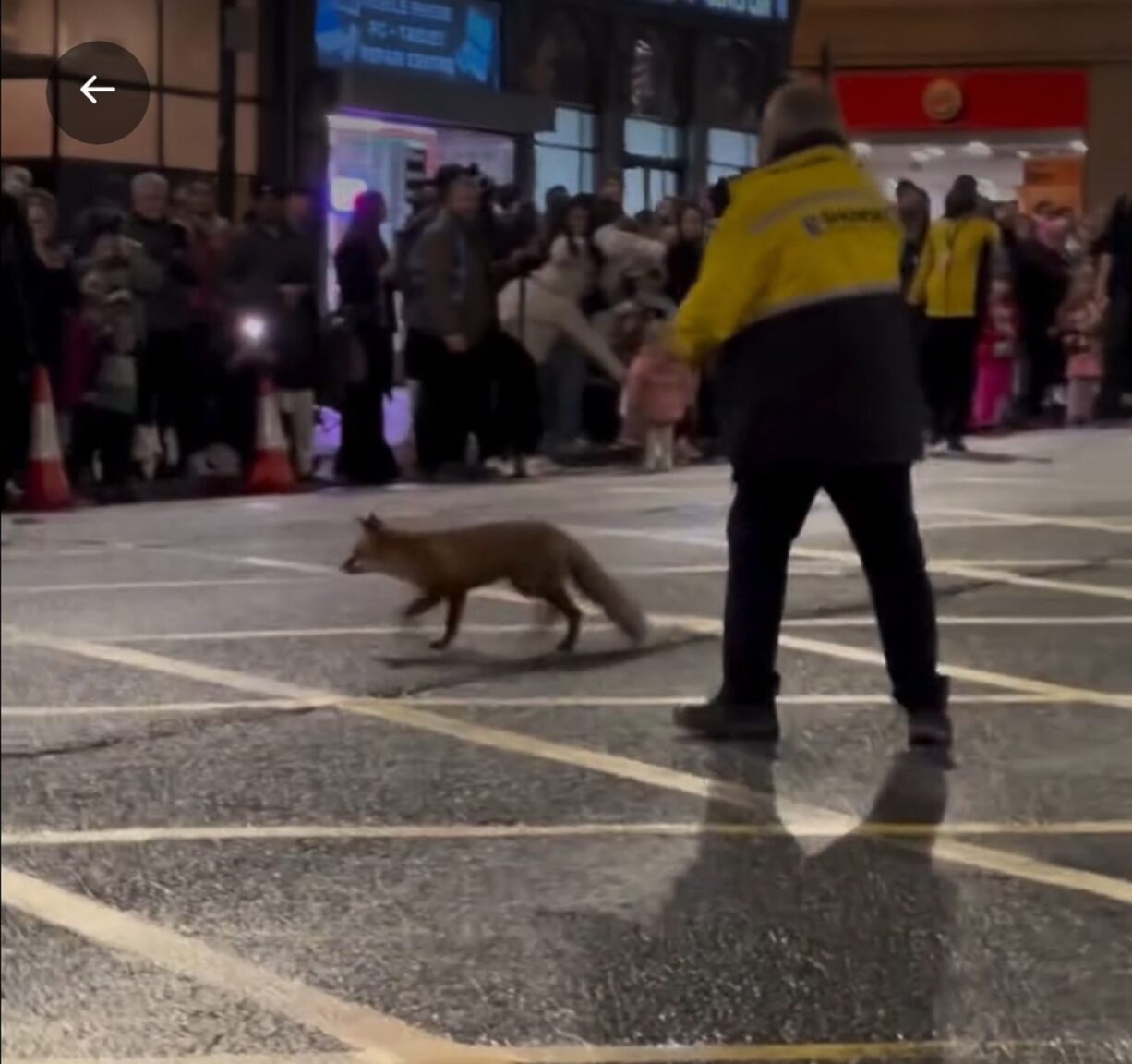 Video: Fox runs down Union Street at Aberdeen Christmas parade