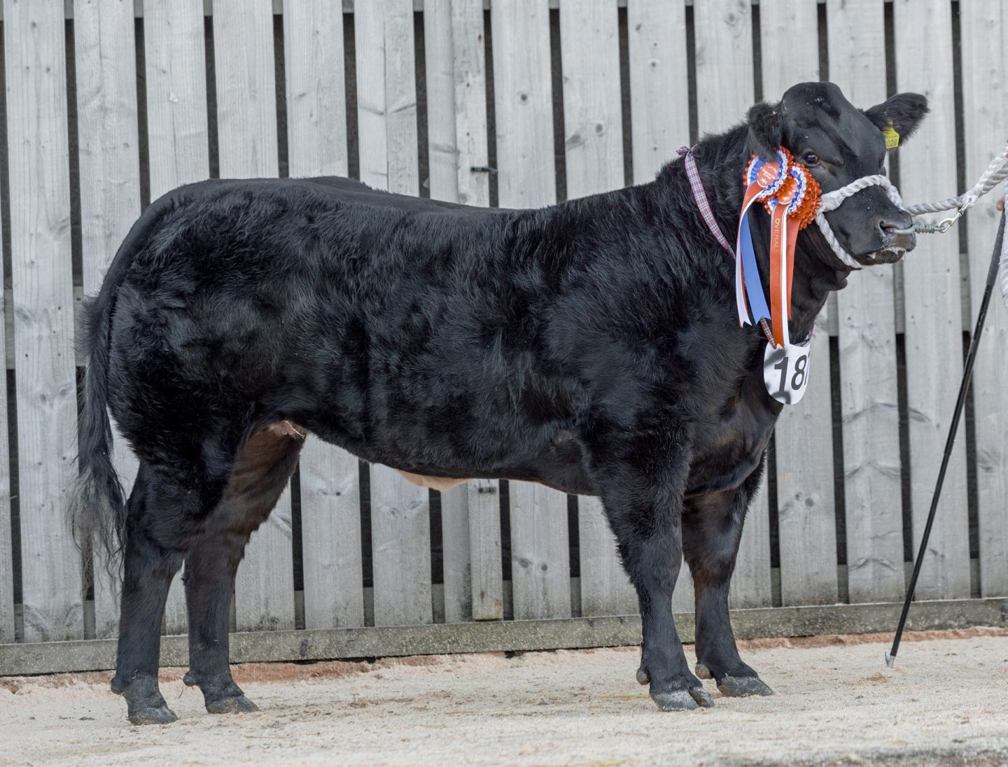 Stars of the Future Calf Show: Quality show of next generation stars in ...