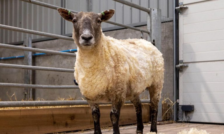 Farmers looking for the 'perfect ram' for world's loneliest sheep