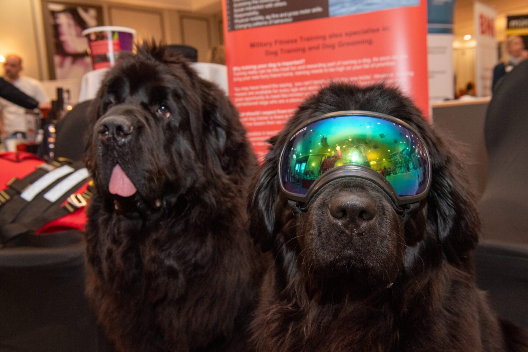 Meet the north-east Newfoundlands trained to save lives at sea