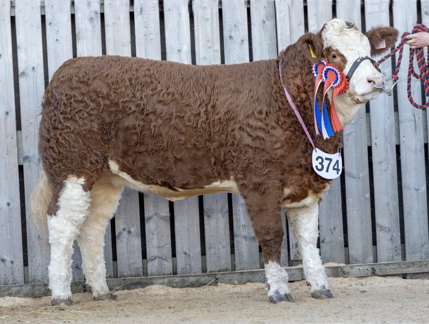 Stars of the Future Calf Show: Quality show of next generation stars in ...