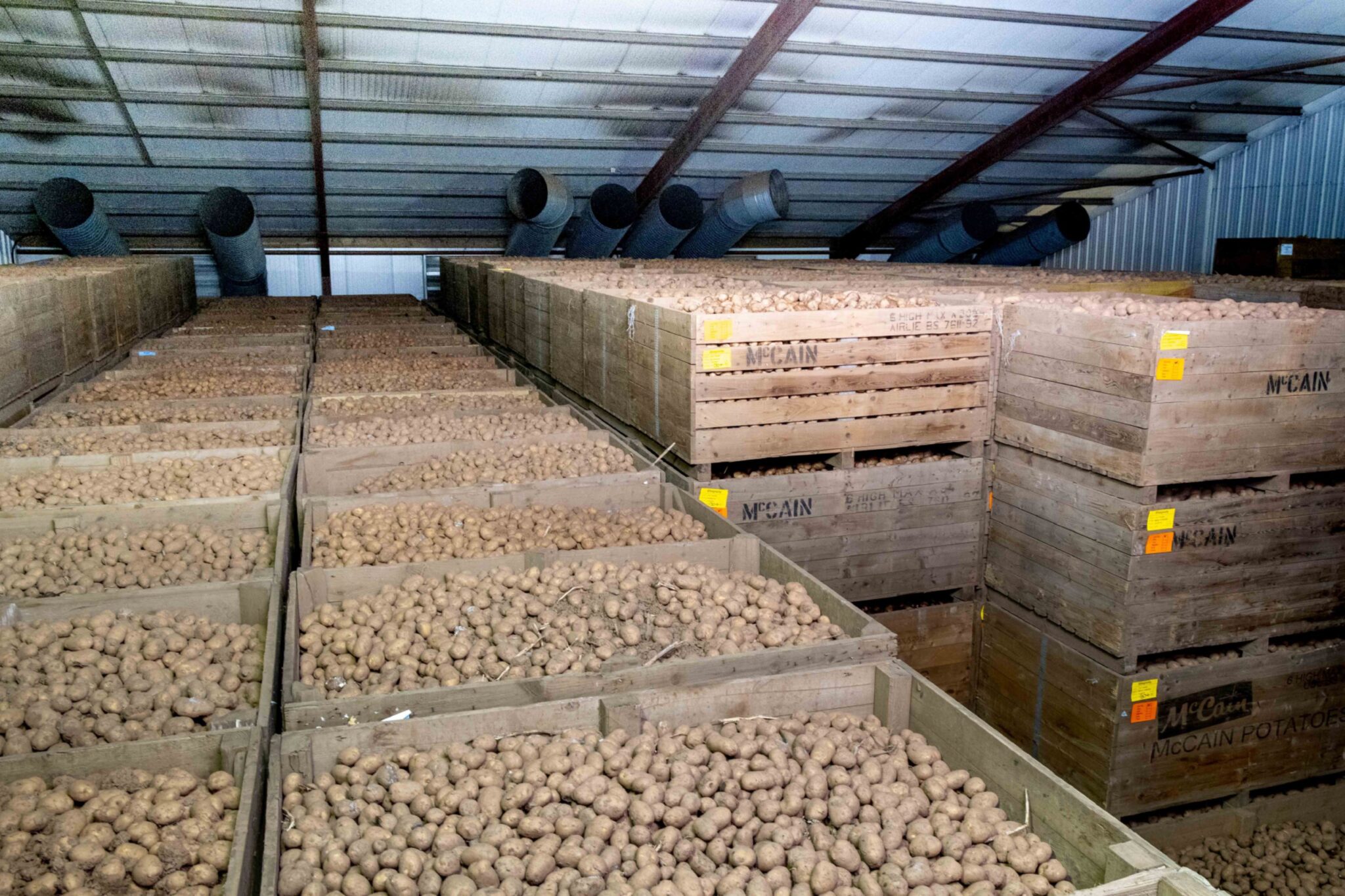 Potato conference set to build resilience for UK sector - Press and Journal