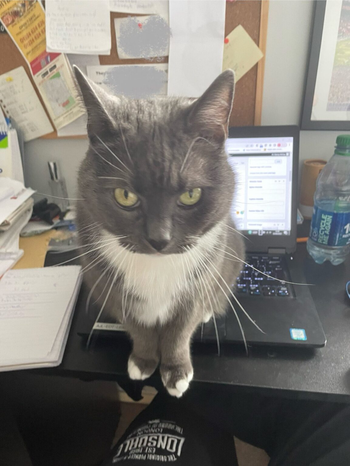 Cats consistently hospitalising more people than dogs in Highlands