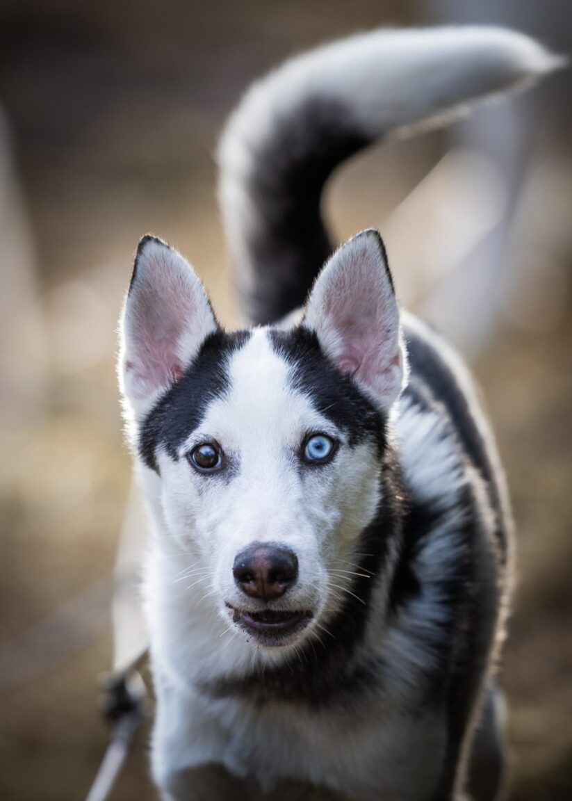 Aviemore Husky rally organiser says English events cheaper to run