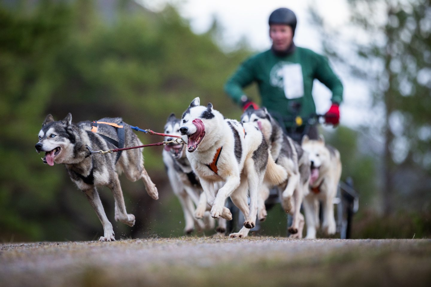 Aviemore Husky rally organiser says English events cheaper to run
