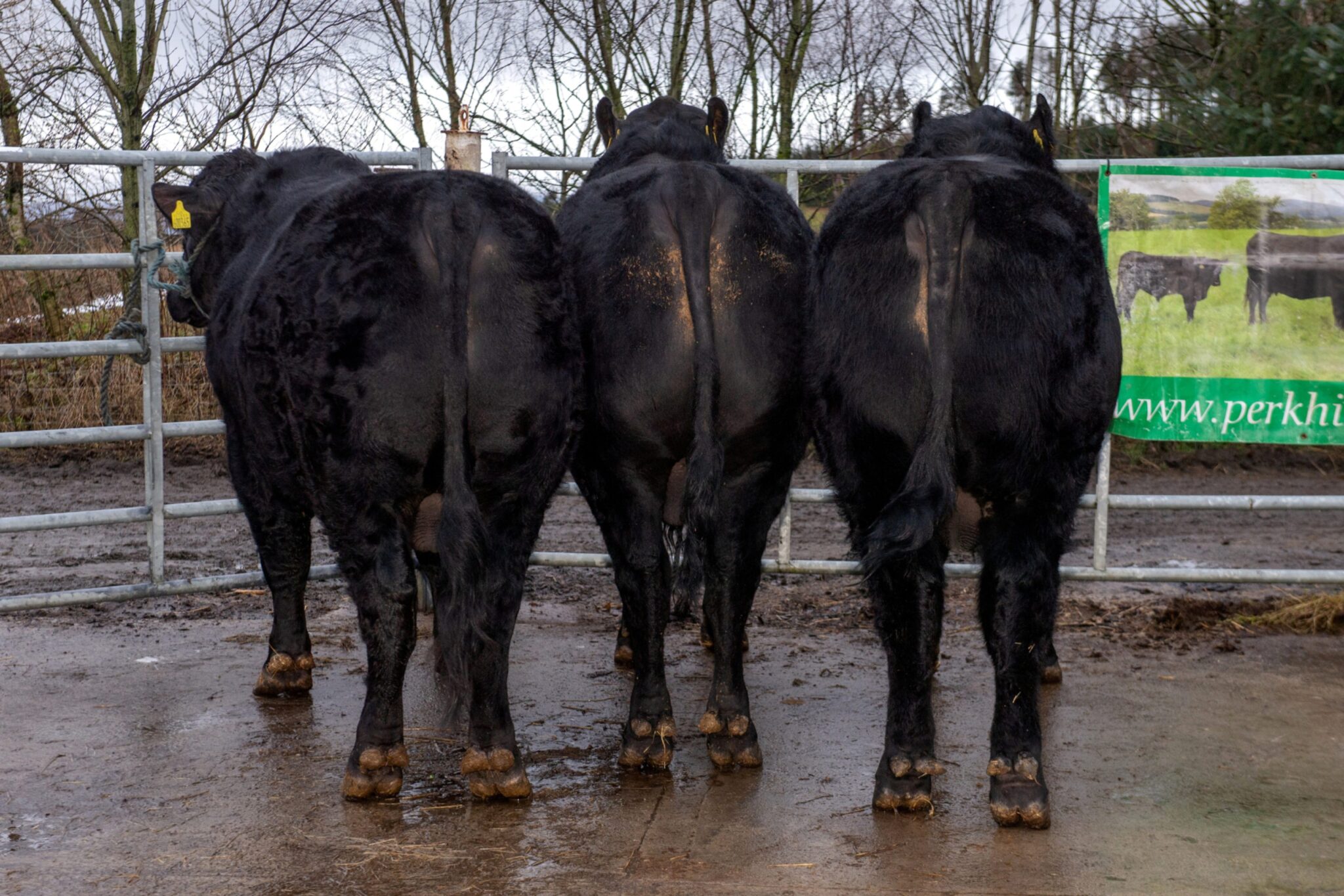 Perkhill Aberdeen-Angus gears up for Stirling Bull Sales - Press and ...