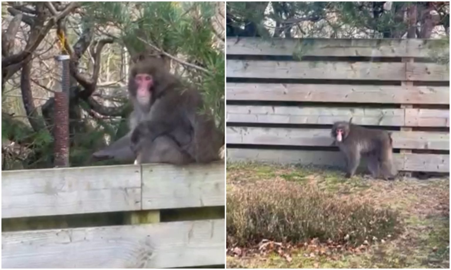 Escaped monkey still missing in Kincraig after nearly 48 hours
