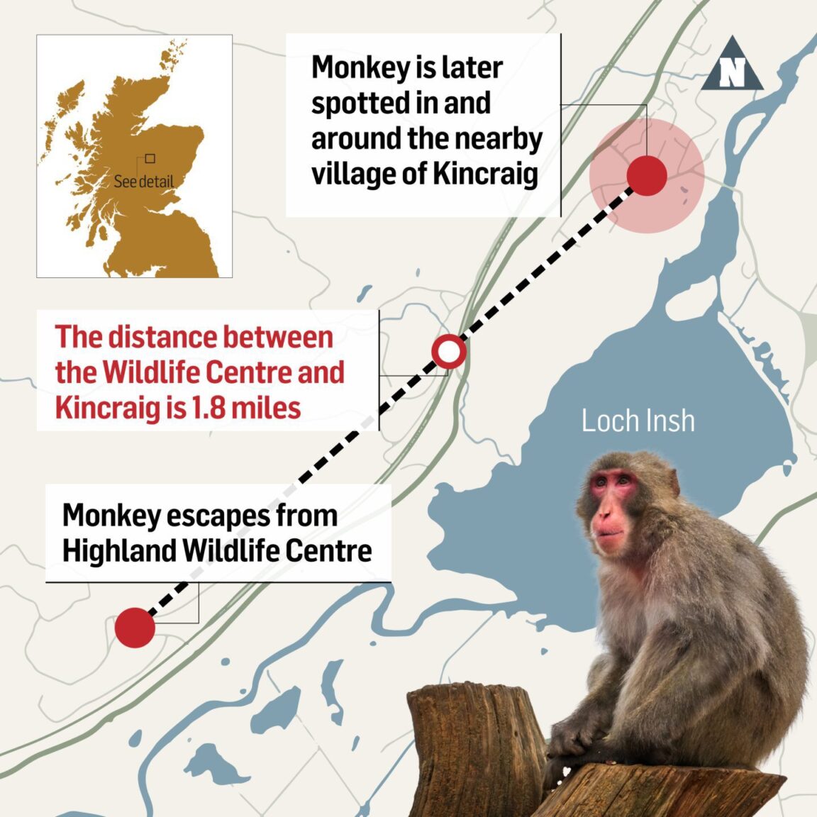 Escaped monkey still missing in Kincraig after nearly 48 hours