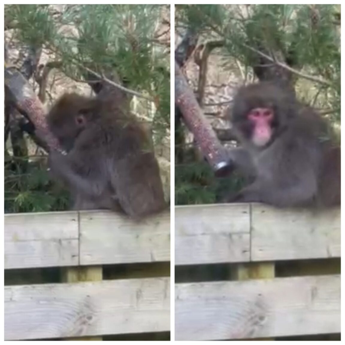Escaped monkey still missing in Kincraig after nearly 48 hours