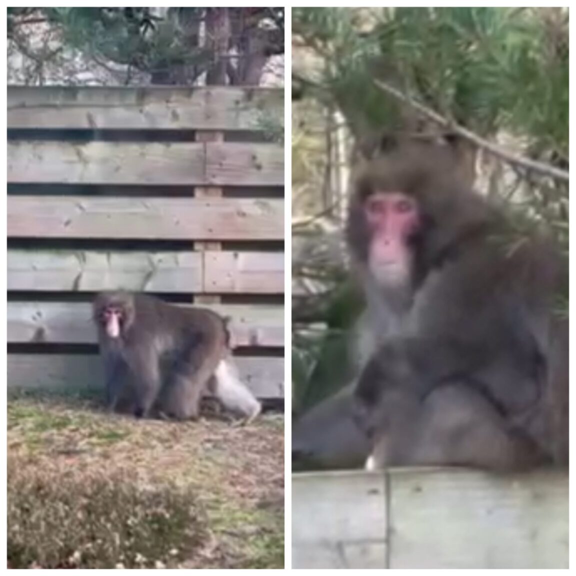 Honshu the escaped monkey's Highland adventure as it happened