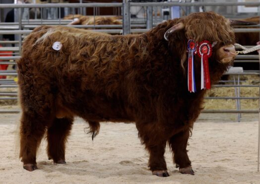 Highland cattle breeders enjoy strong trade in Oban - Press and Journal