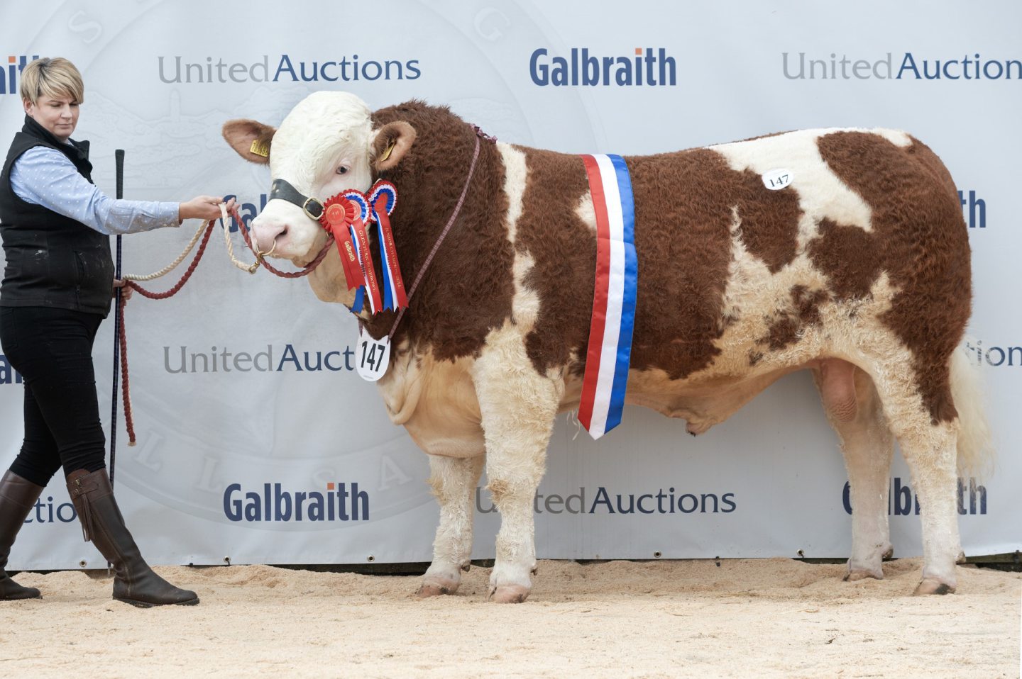 Stirling Bull Sales: Record February average for Simmentals