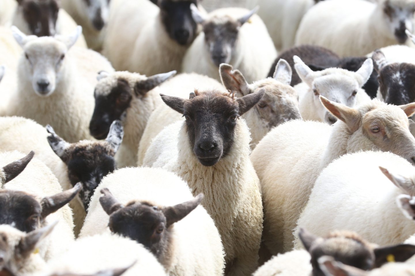 Huntly mart operator United Auctions now owned by employees