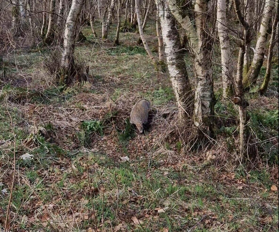Badger stuck for hours in planter rescued from Kemnay garden