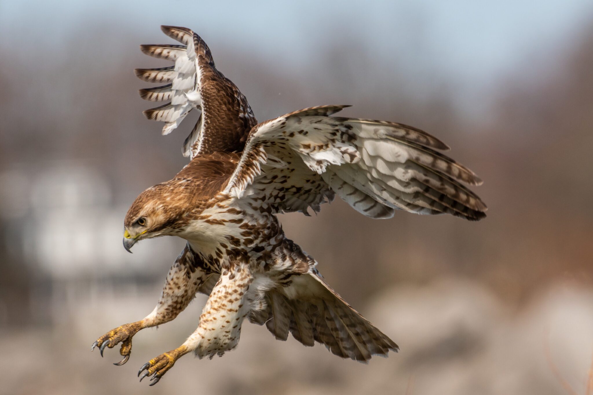 11 places to see wildlife in Aberdeen, Aberdeenshire and Highlands