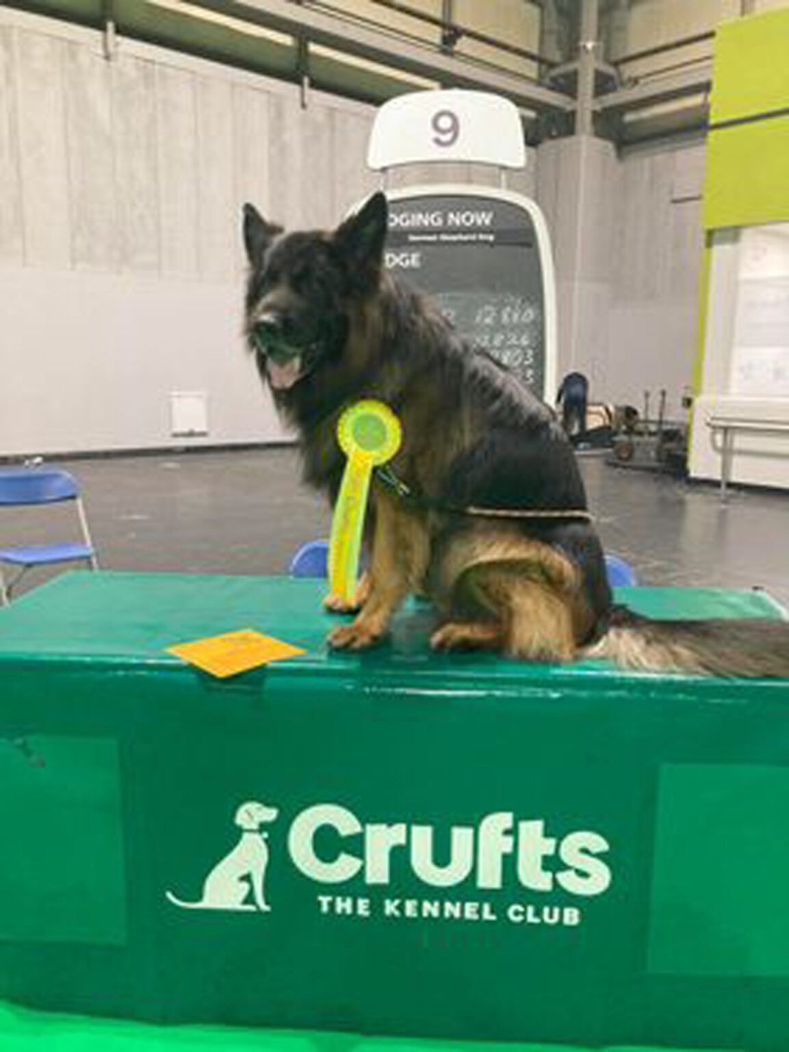 Crufts 2024: Prizes for north and north-east's Tweed and Jerry Lee