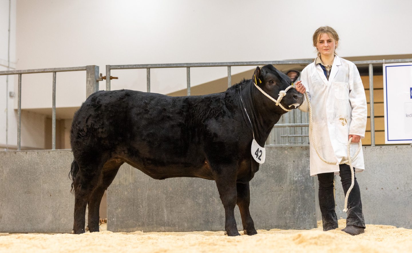 Strong show of calves on show at Thainstone from the next generation ...
