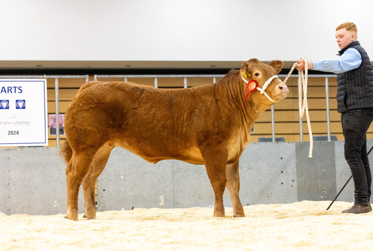 Strong show of calves on show at Thainstone from the next generation ...