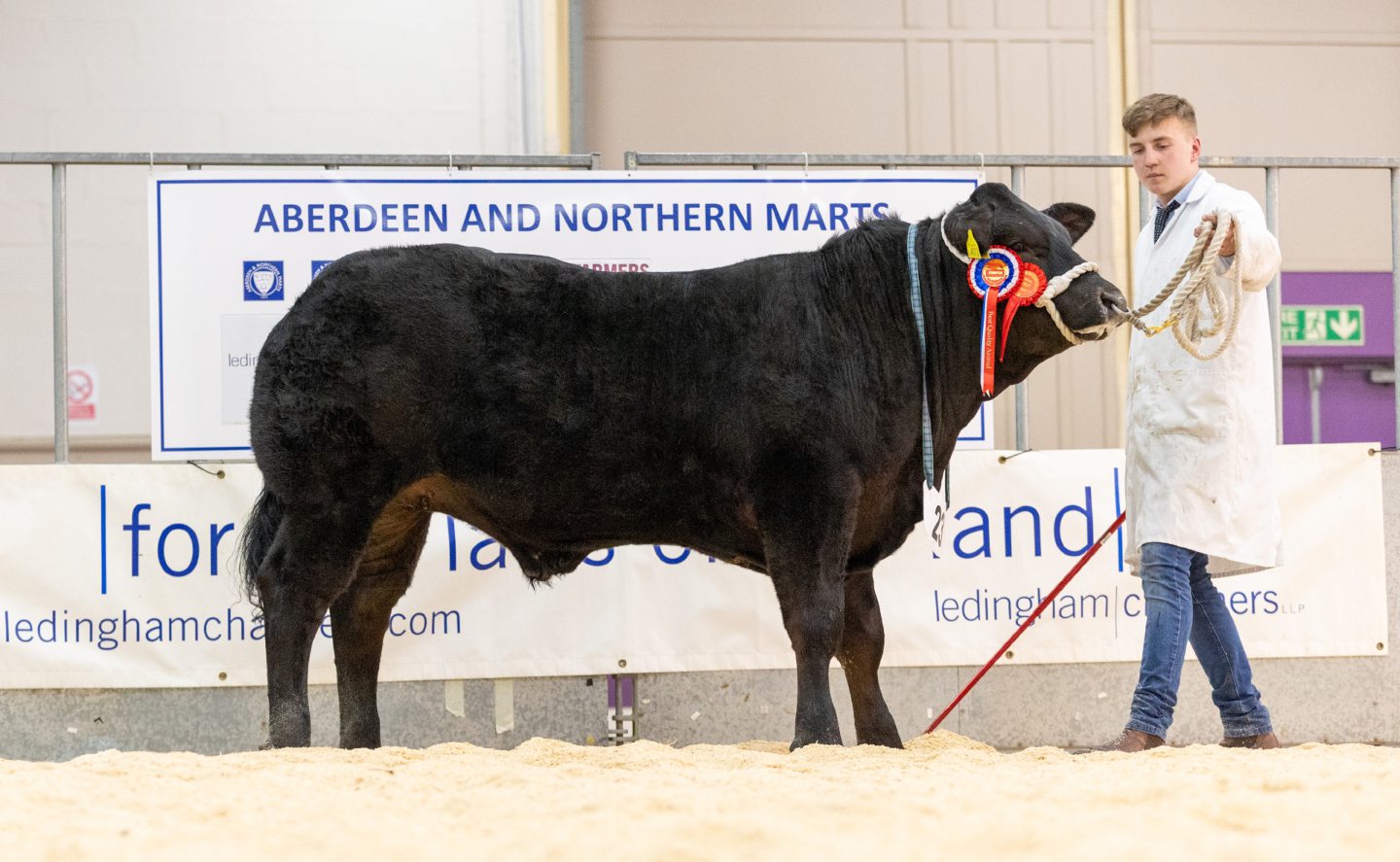 Strong show of calves on show at Thainstone from the next generation ...