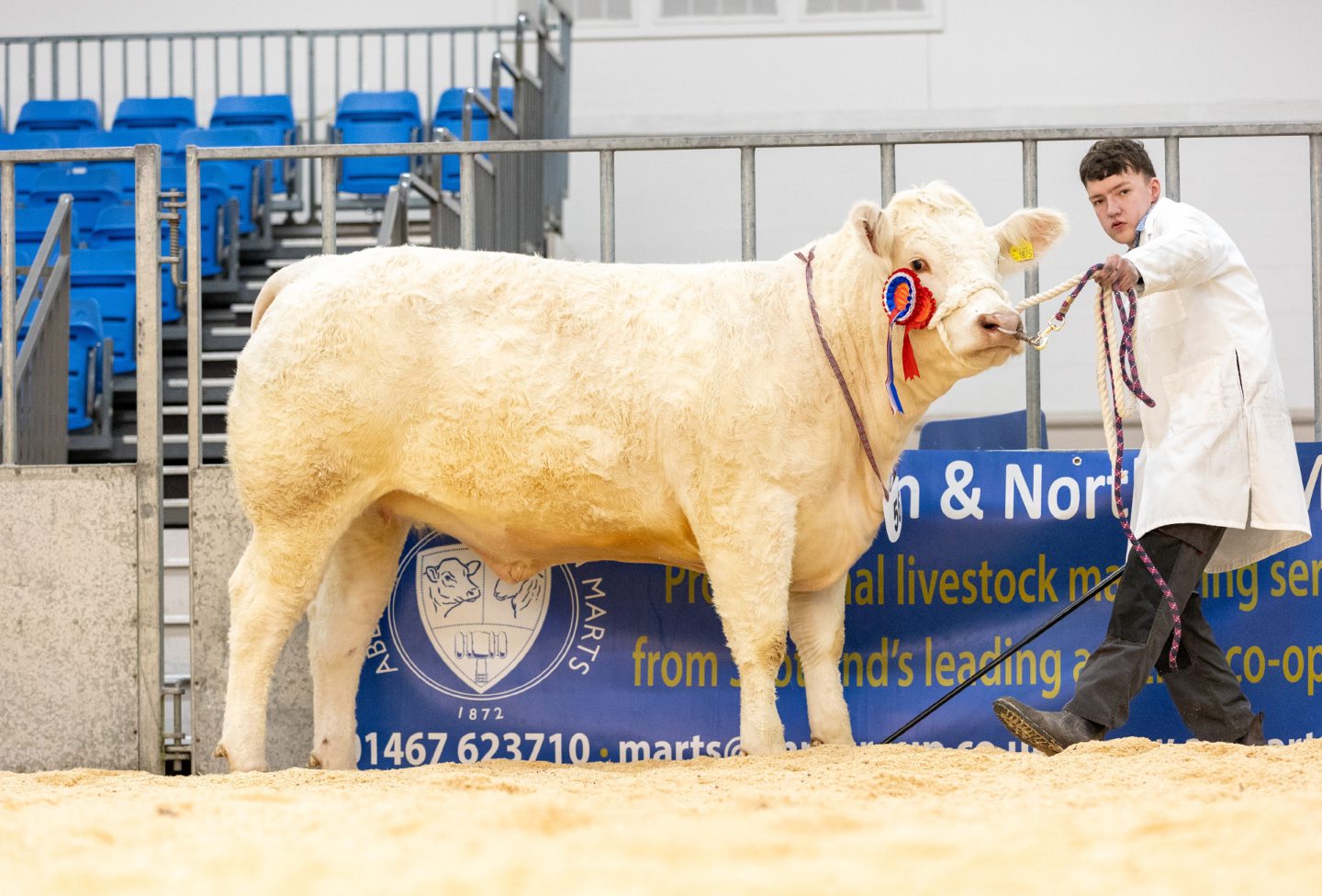 Strong show of calves on show at Thainstone from the next generation ...