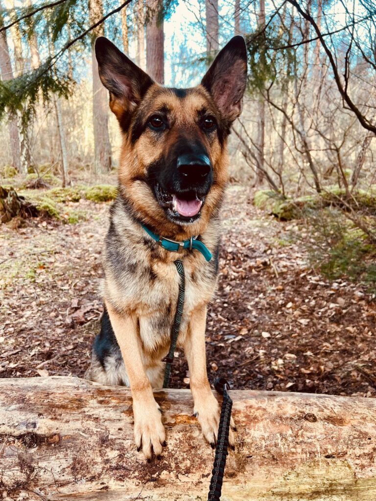 Adopt a dog from Munlochy Animal Aid