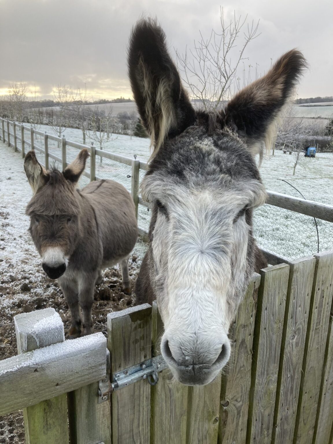 Heartbroken donkey from Turriff finds new forever friend