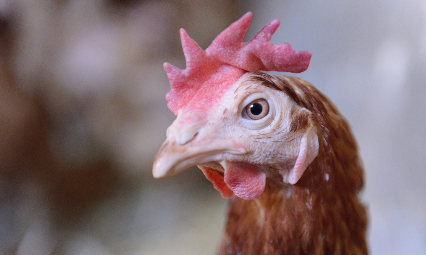 Urgent appeal goes out to save hens from slaughter
