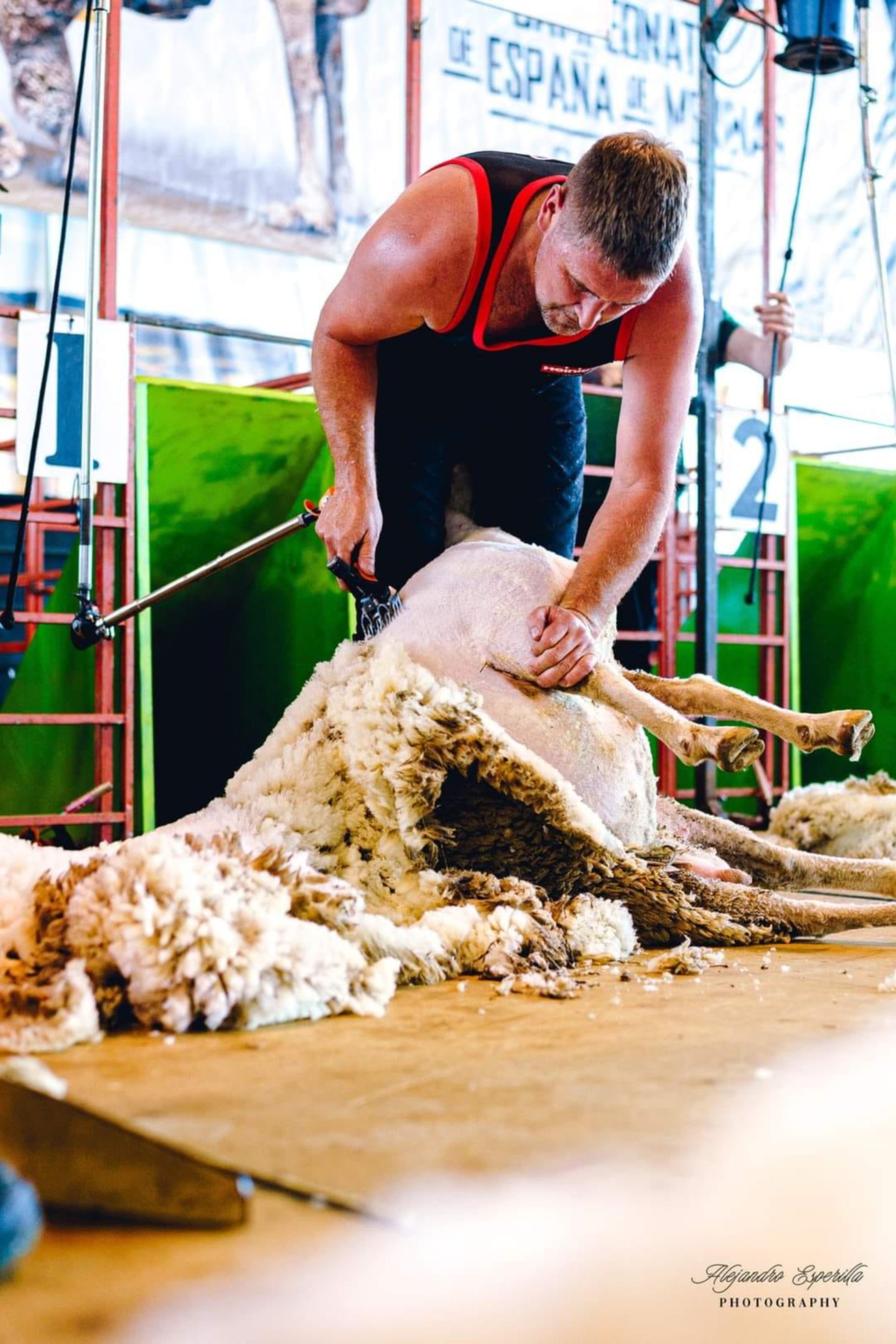 Huntly native, Gavin Mutch, wins shearing final in Spain - Press and ...