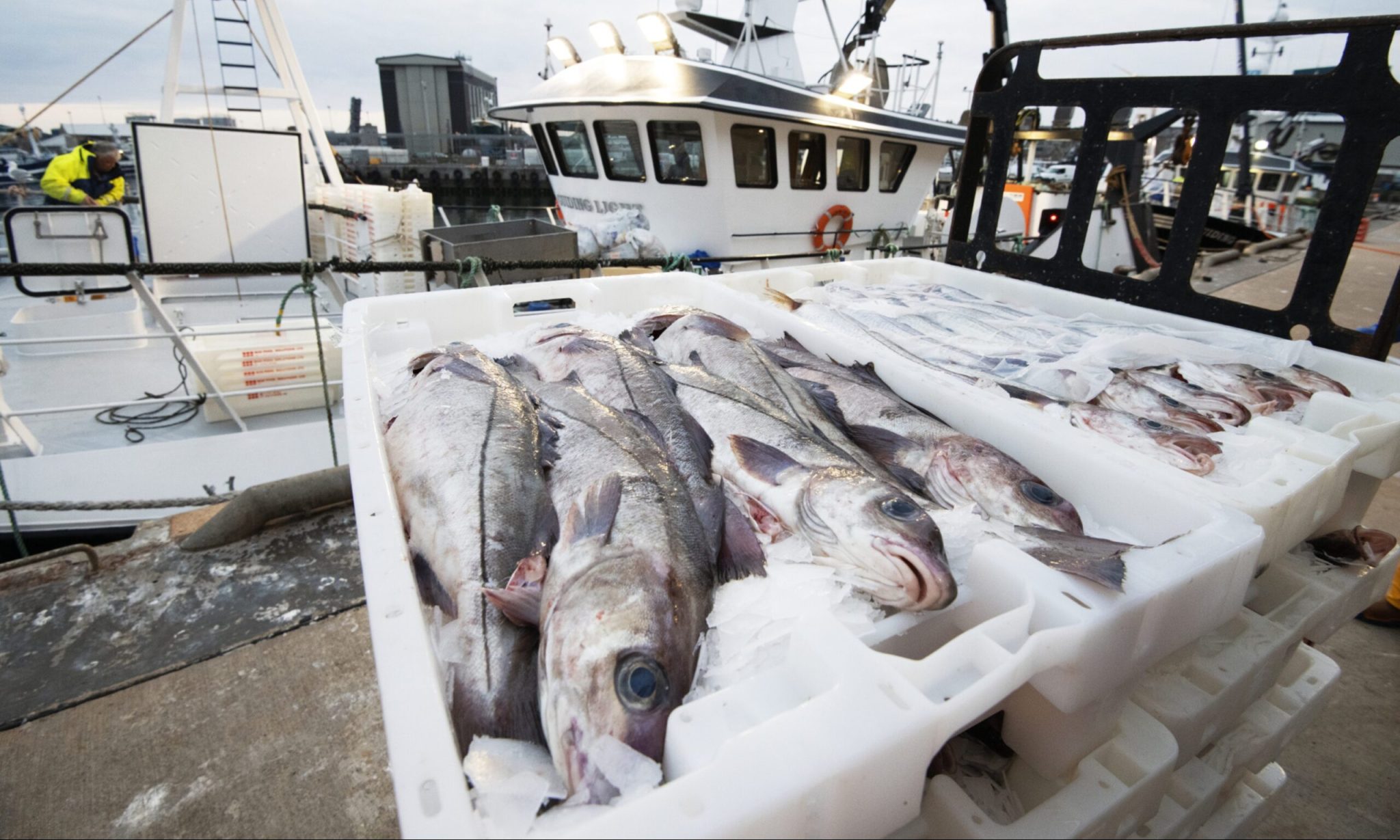 New Peterhead fish processor will focus on smaller haddock