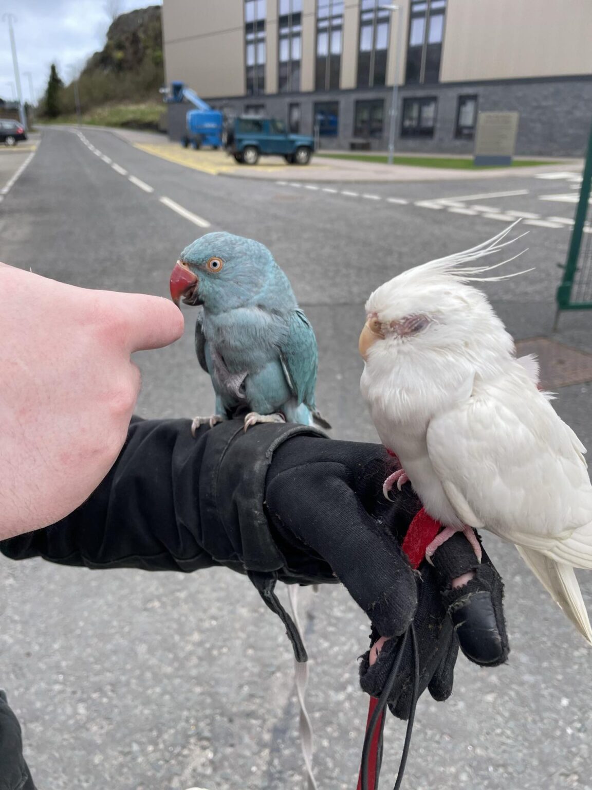 Walking a parrot? Meet the Oban couple and their exotic birds