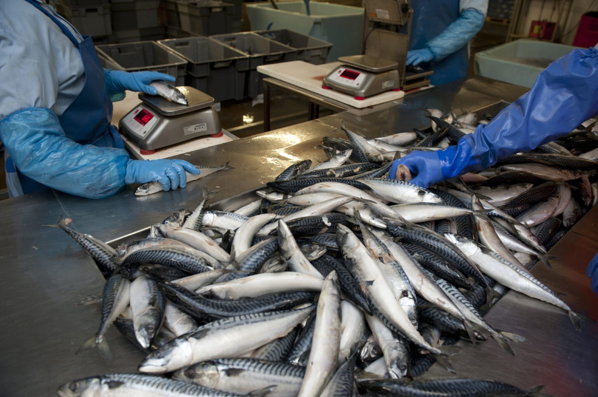 Japanese demand helps our mackerel fishers and processors