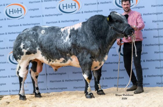 British Blue bulls sell to the Highlands and Morayshire for 25k and 16k ...