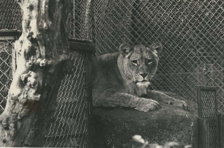 The wild story of Aberdeen Zoo(s) and the theatre-dwelling animals