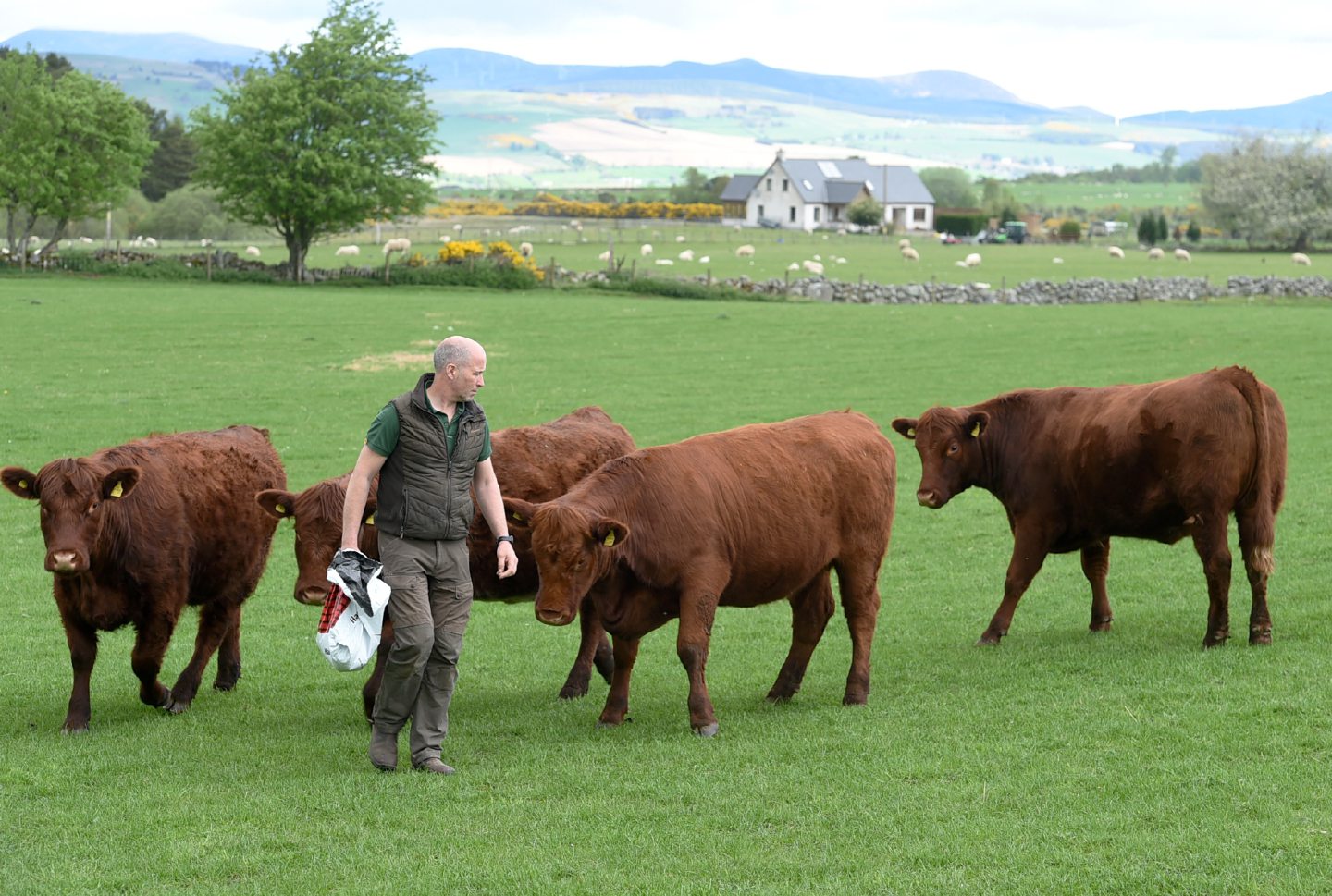 Luing cattle tick all the boxes for Graeme MacRae