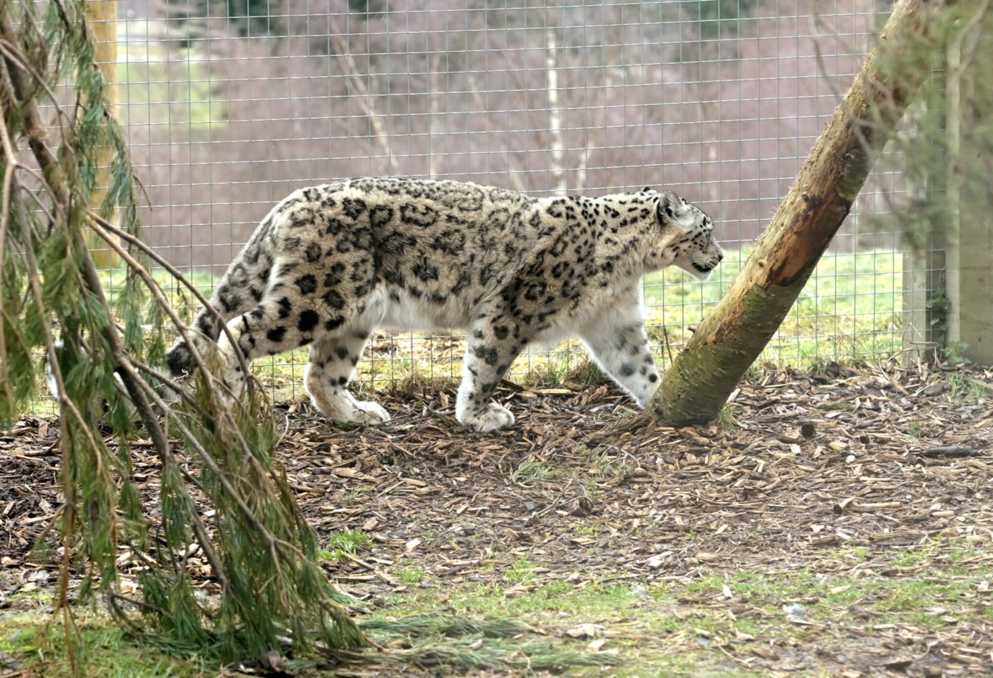 A sneak peek of Highland Wildlife Park's £7m Discovery Centre