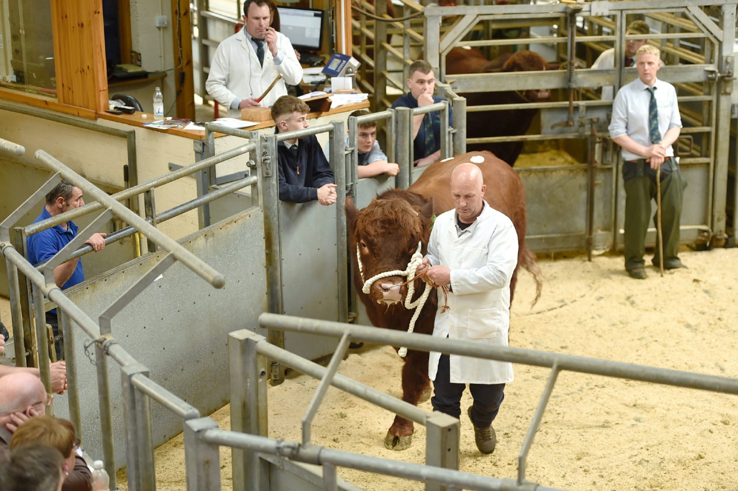 Breeding cattle attract large crowd at Dingwall Mart - Press and Journal