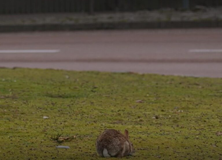 Aberdeen's roundabout bunnies steal the show on BBC programme