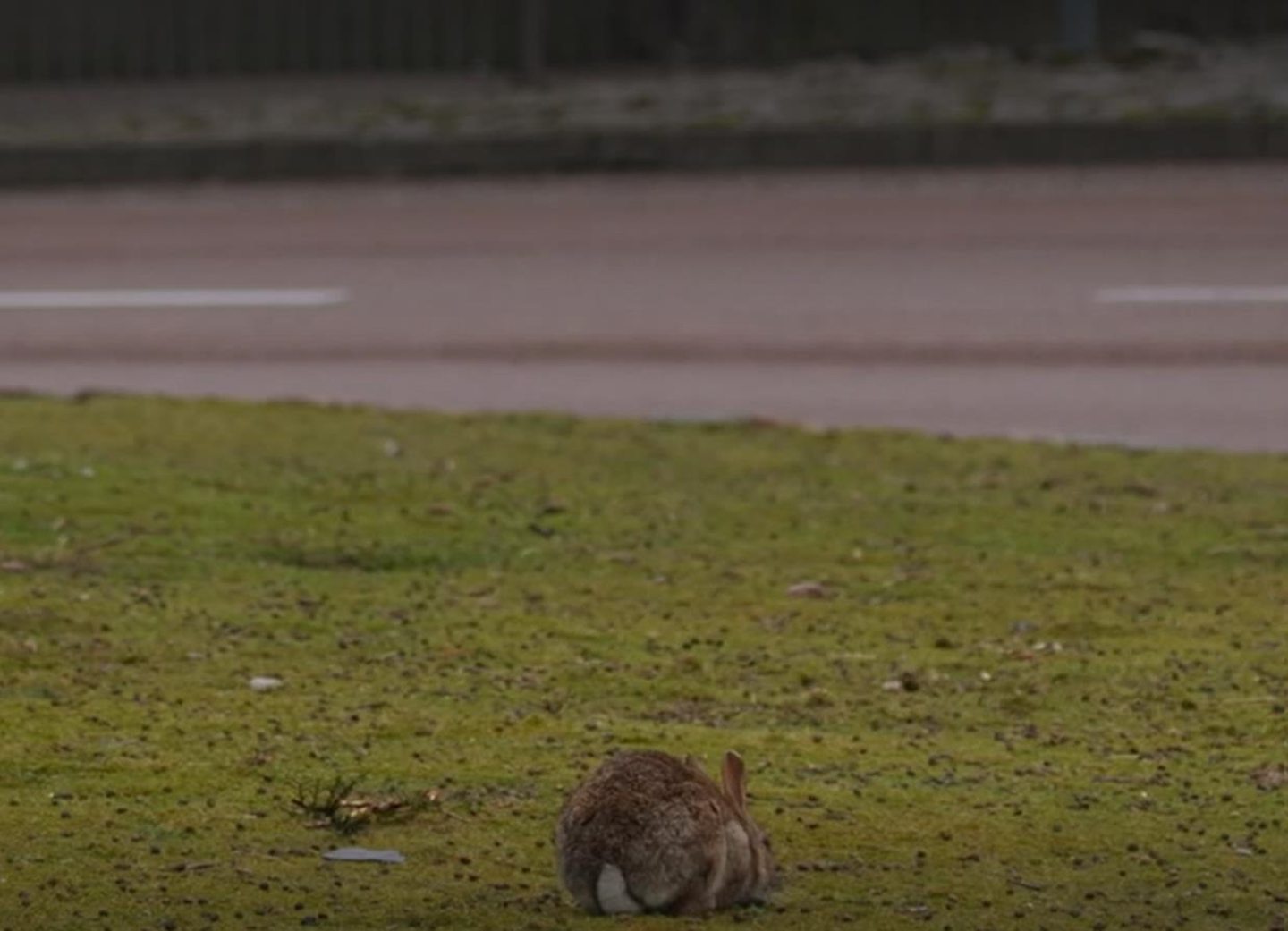 Aberdeen's roundabout bunnies steal the show on BBC programme