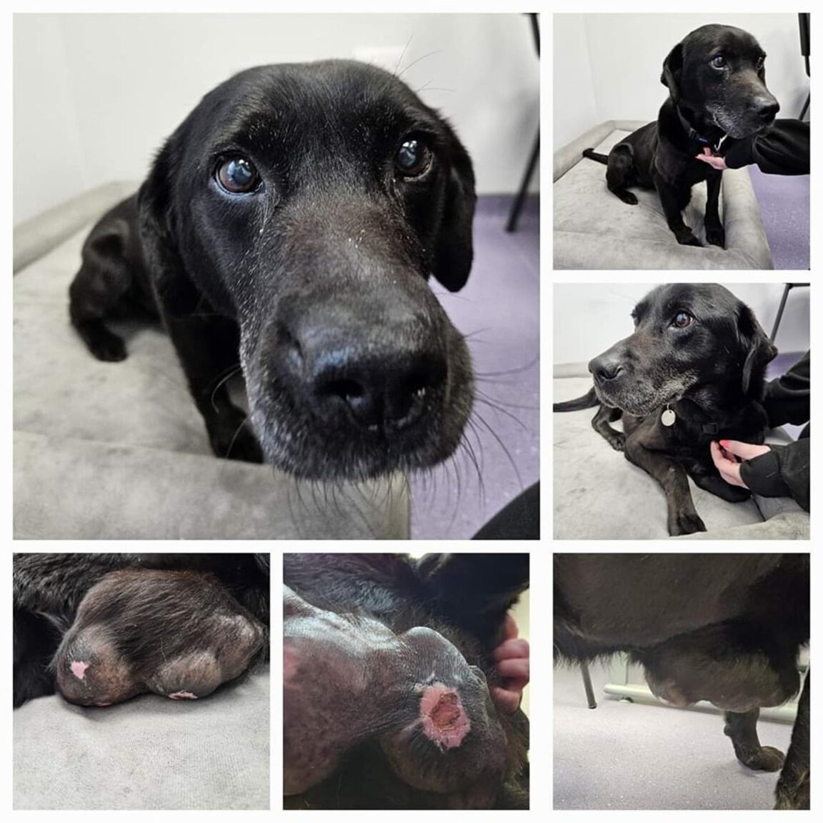 Elderly black Labrador rescued from the streets in Mintlaw