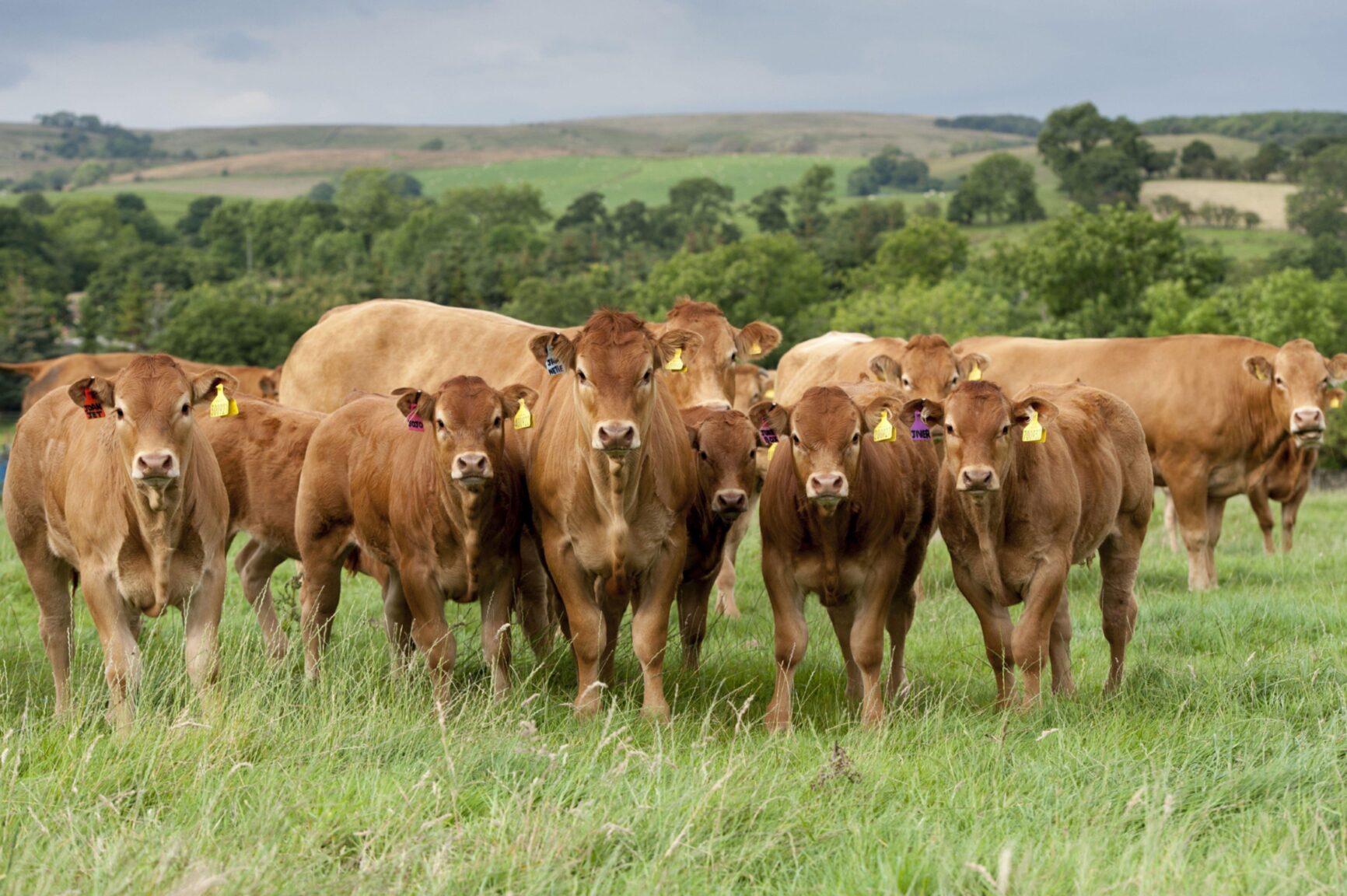 Limousin breeders face more turmoil as chief executive departs society ...