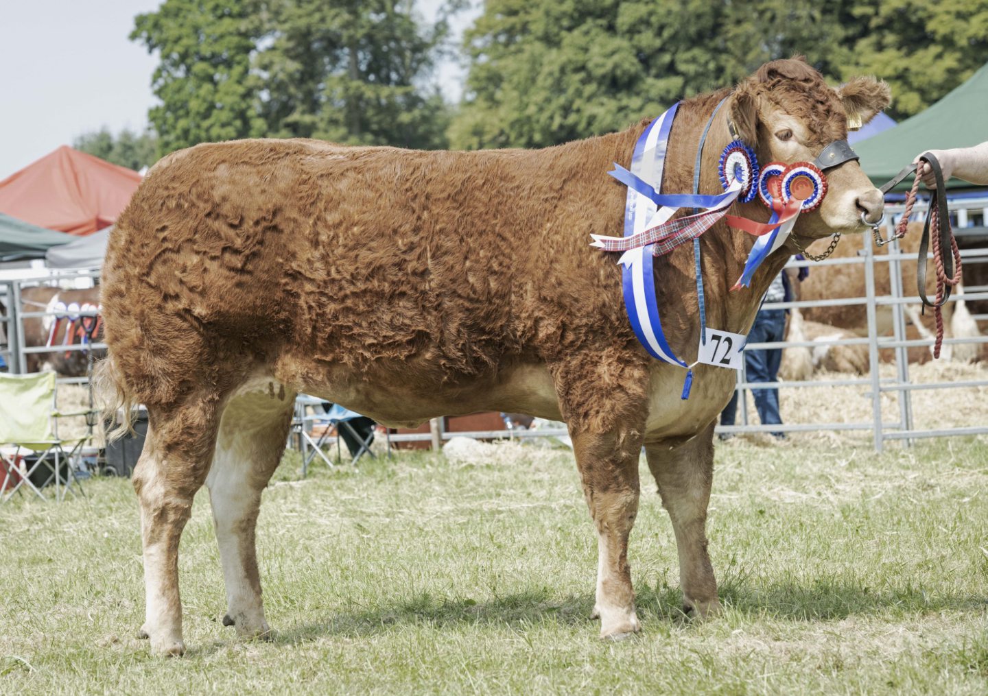 Angus Show: Finn Christie secures supreme win with Suffolk ewe - Press ...