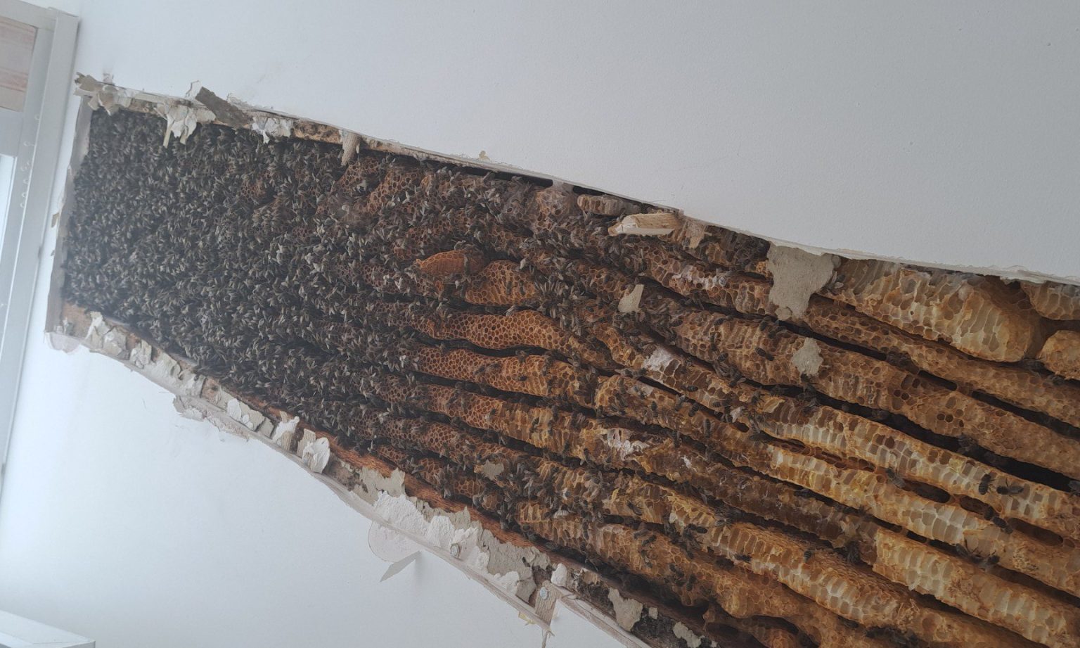 Beekeeper saves 180,000 bees found in Inverness house
