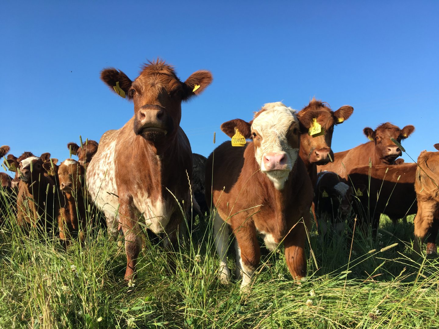 Aberdeenshire organic farmer Sarah Morbey to head up new board